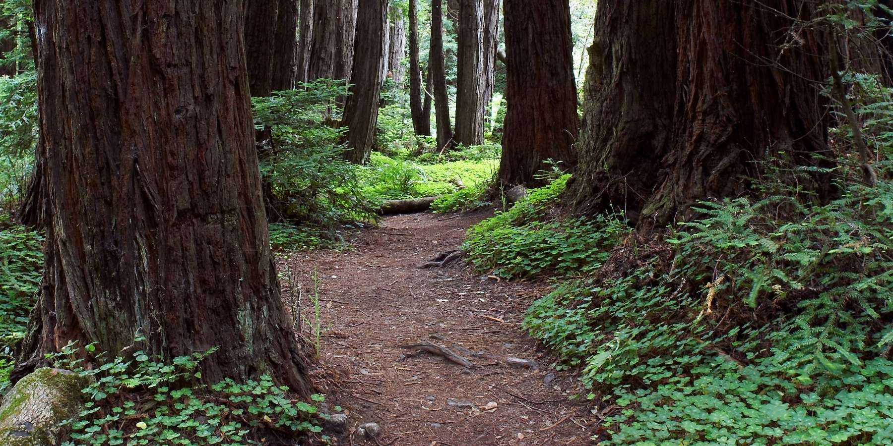 10 Trail Challenge - Trails and Coffee (Fraser Valley East) - Explorer ...